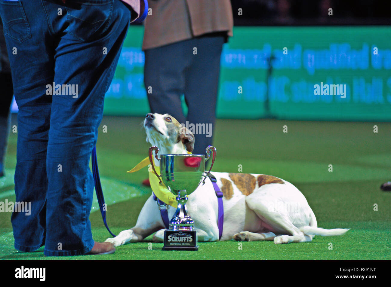 Crufts 2016 at NEC Birmingham - Day 3 Featuring: Bella Where ...