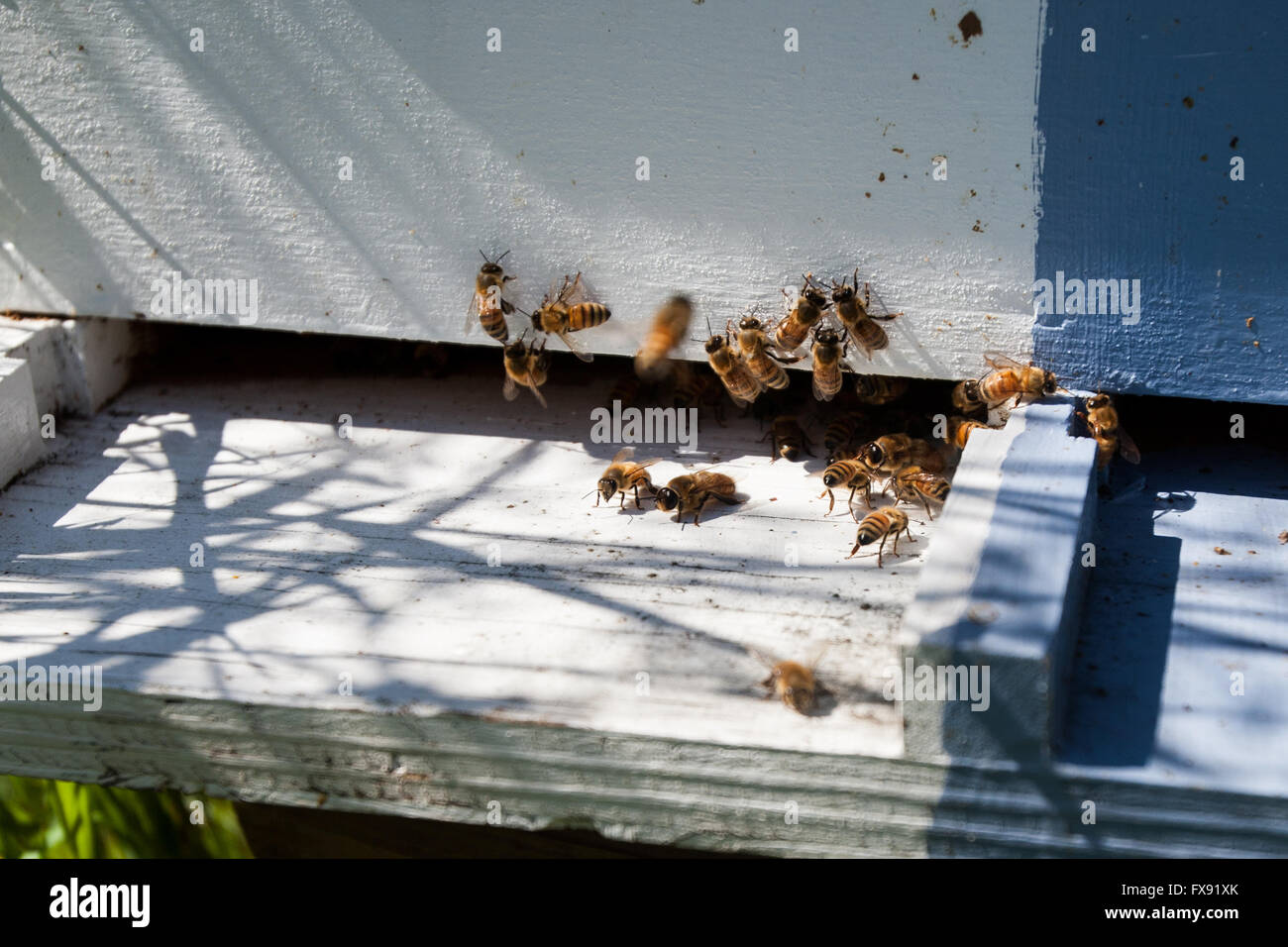 Bees fly around hive hi-res stock photography and images - Alamy