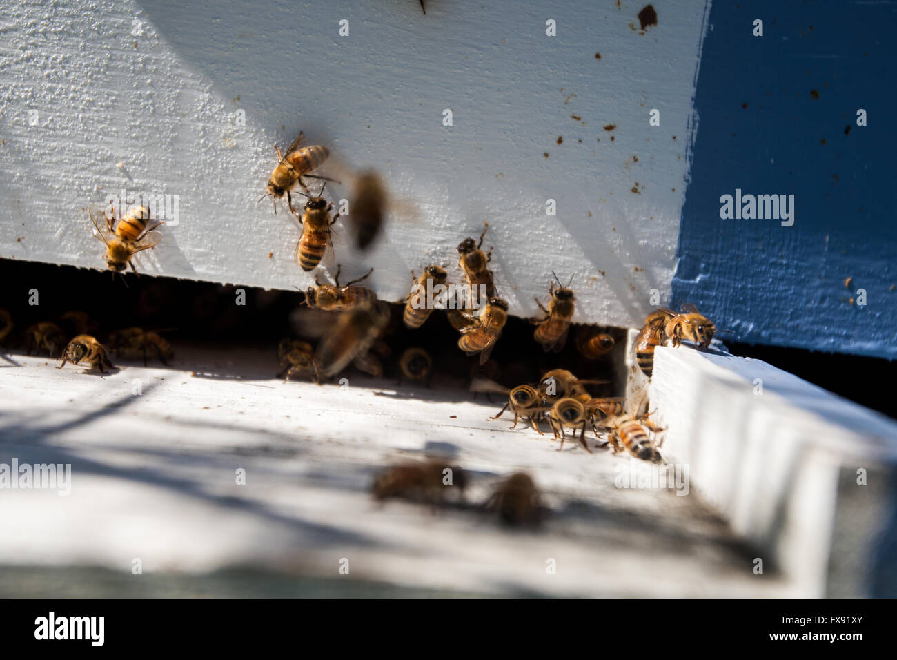 Honey bees fly around the bee hive in Harrowsmith, Ontario on June 14 ...