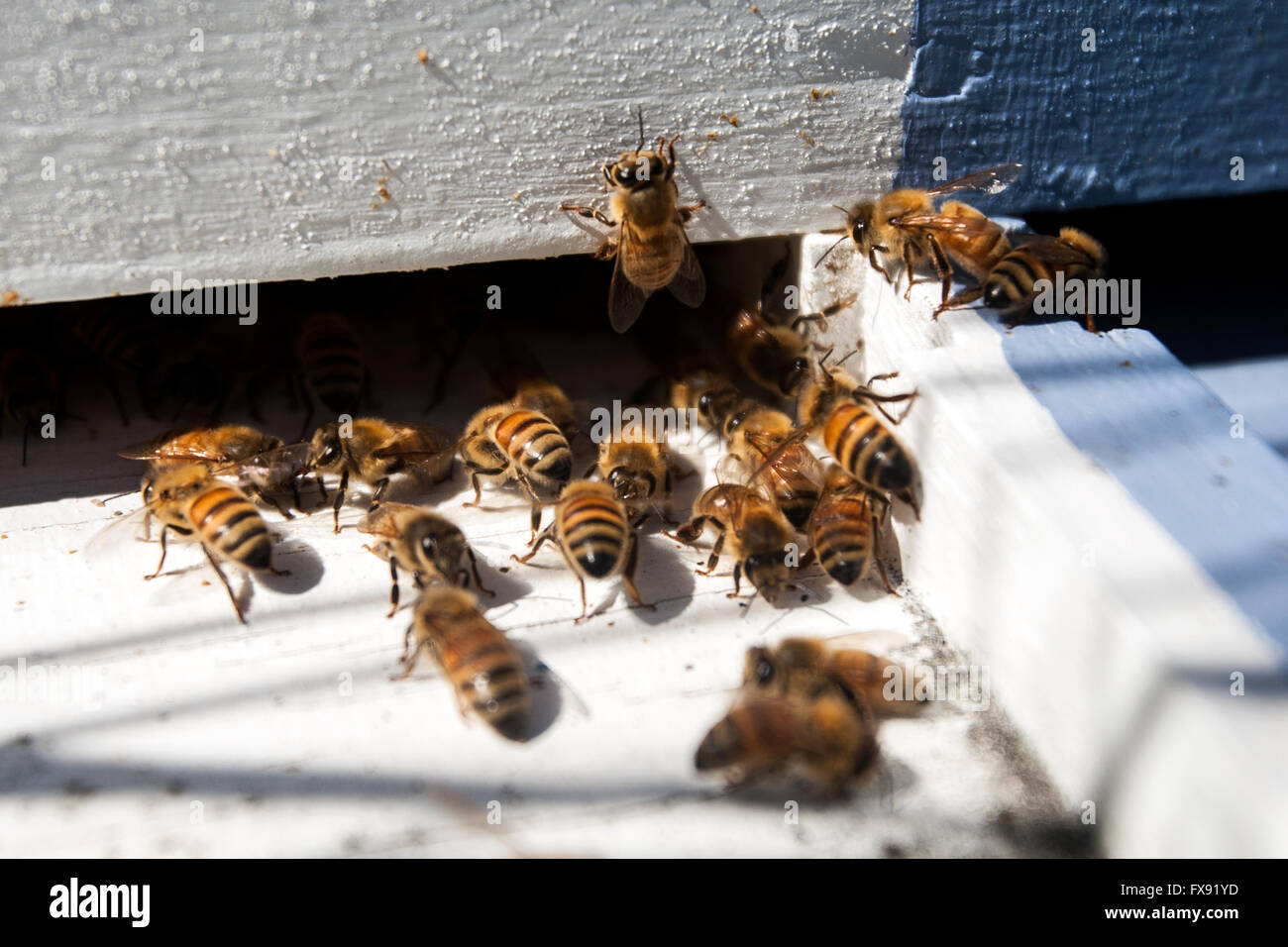 Bees fly around hive hi-res stock photography and images - Alamy