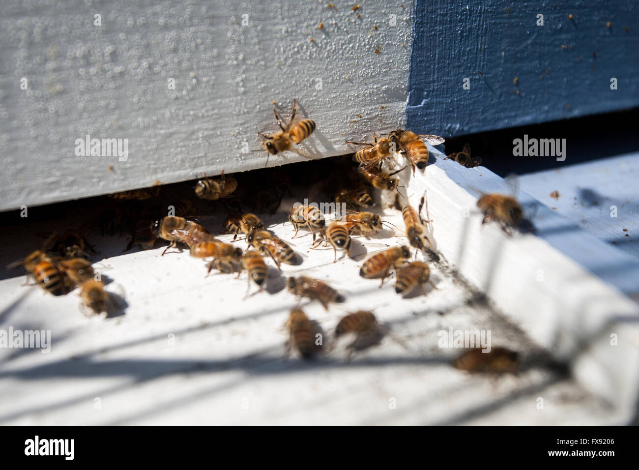 Honey bees fly around the bee hive in Harrowsmith, Ontario on June 14 ...