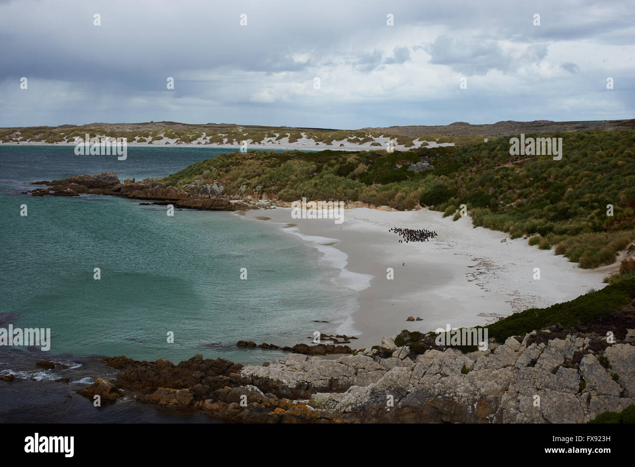 Gypsy Cove on the Falkland Islands Stock Photo - Alamy
