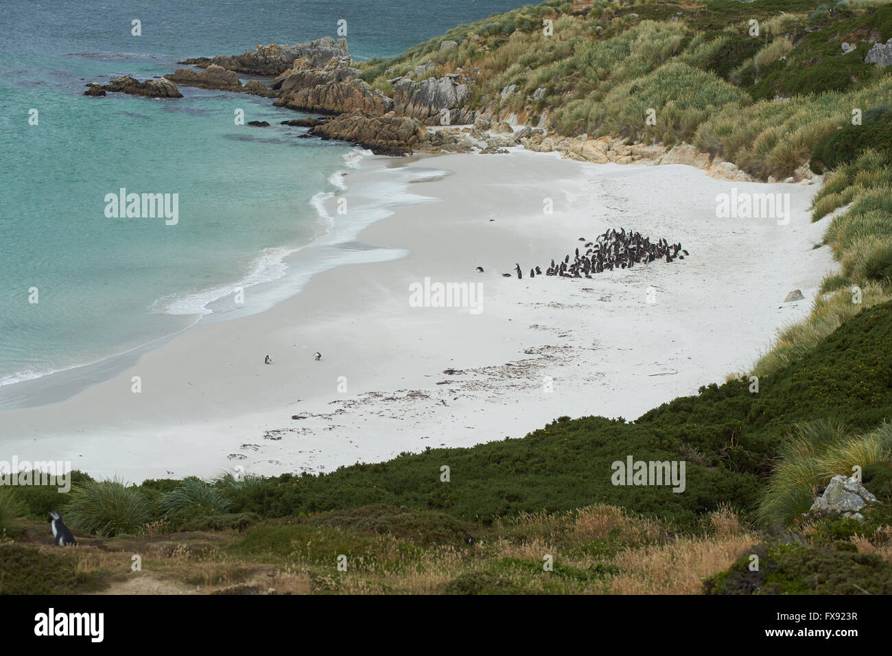 Gypsy Cove on the Falkland Islands Stock Photo - Alamy