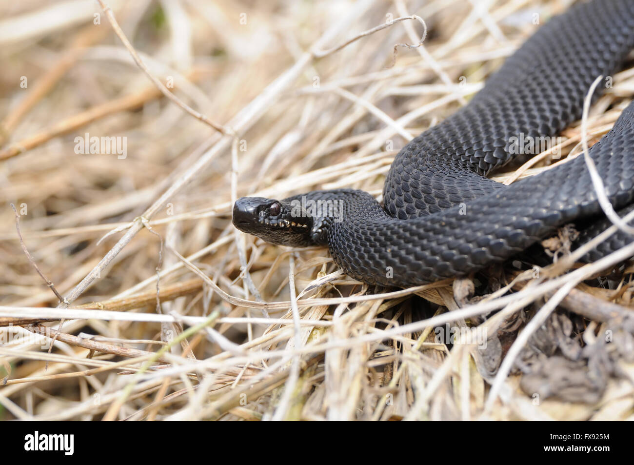 Vipera berus adder hi-res stock photography and images - Alamy