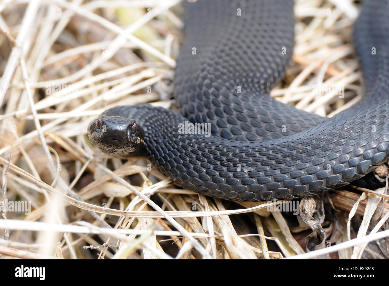 Vipera berus adder hi-res stock photography and images - Alamy