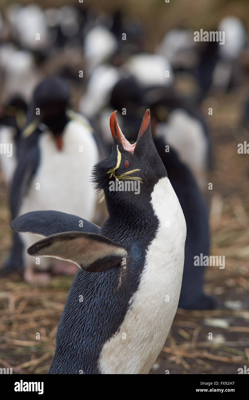 Rockhopper Penguin calling during the mating season on Bleaker Island ...