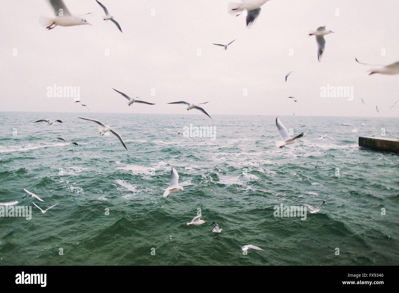 Vintage photo of flying seagulls. Beautiful sea landscape Stock Photo ...