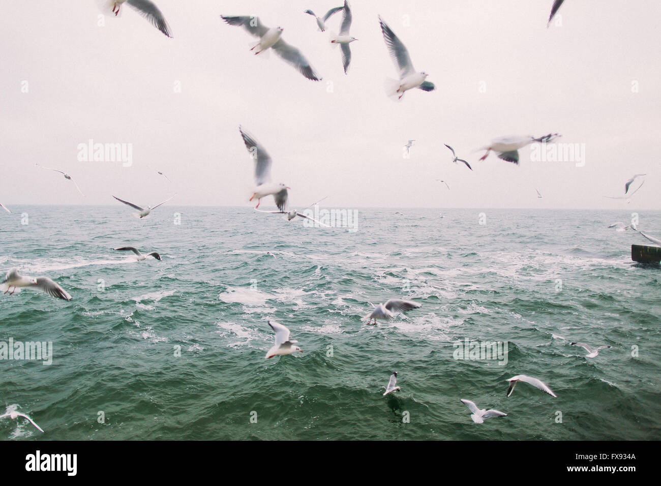 Vintage photo of flying seagulls. Beautiful sea landscape Stock Photo ...