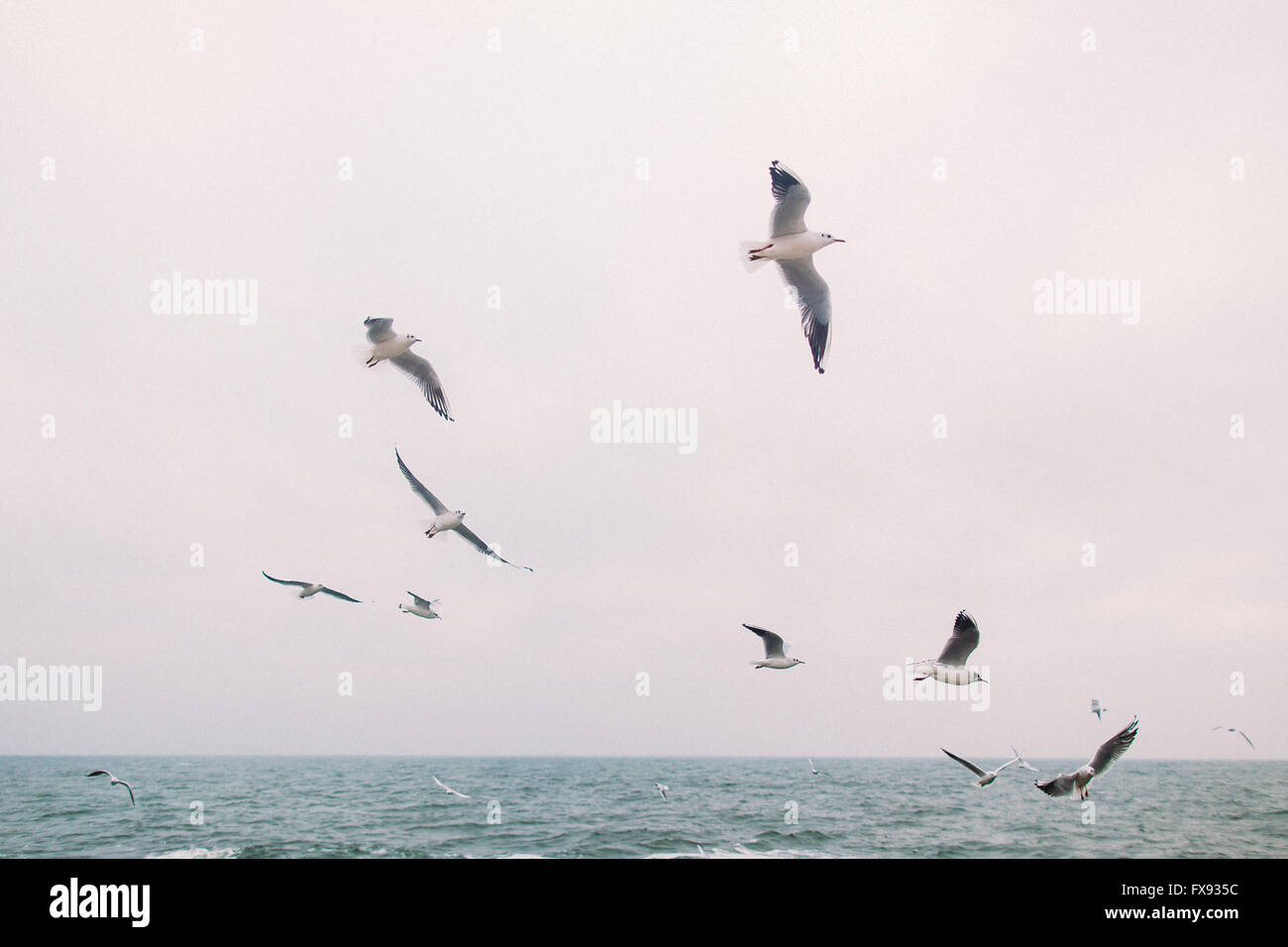 Vintage photo of flying seagulls. Beautiful sea landscape Stock Photo ...