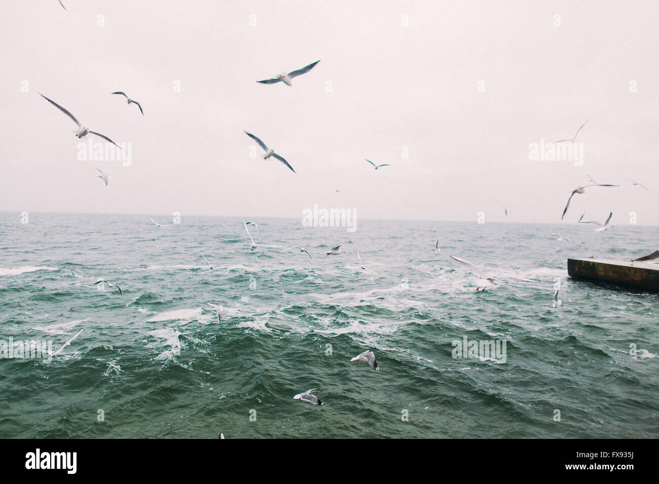 Vintage photo of flying seagulls. Beautiful sea landscape Stock Photo ...