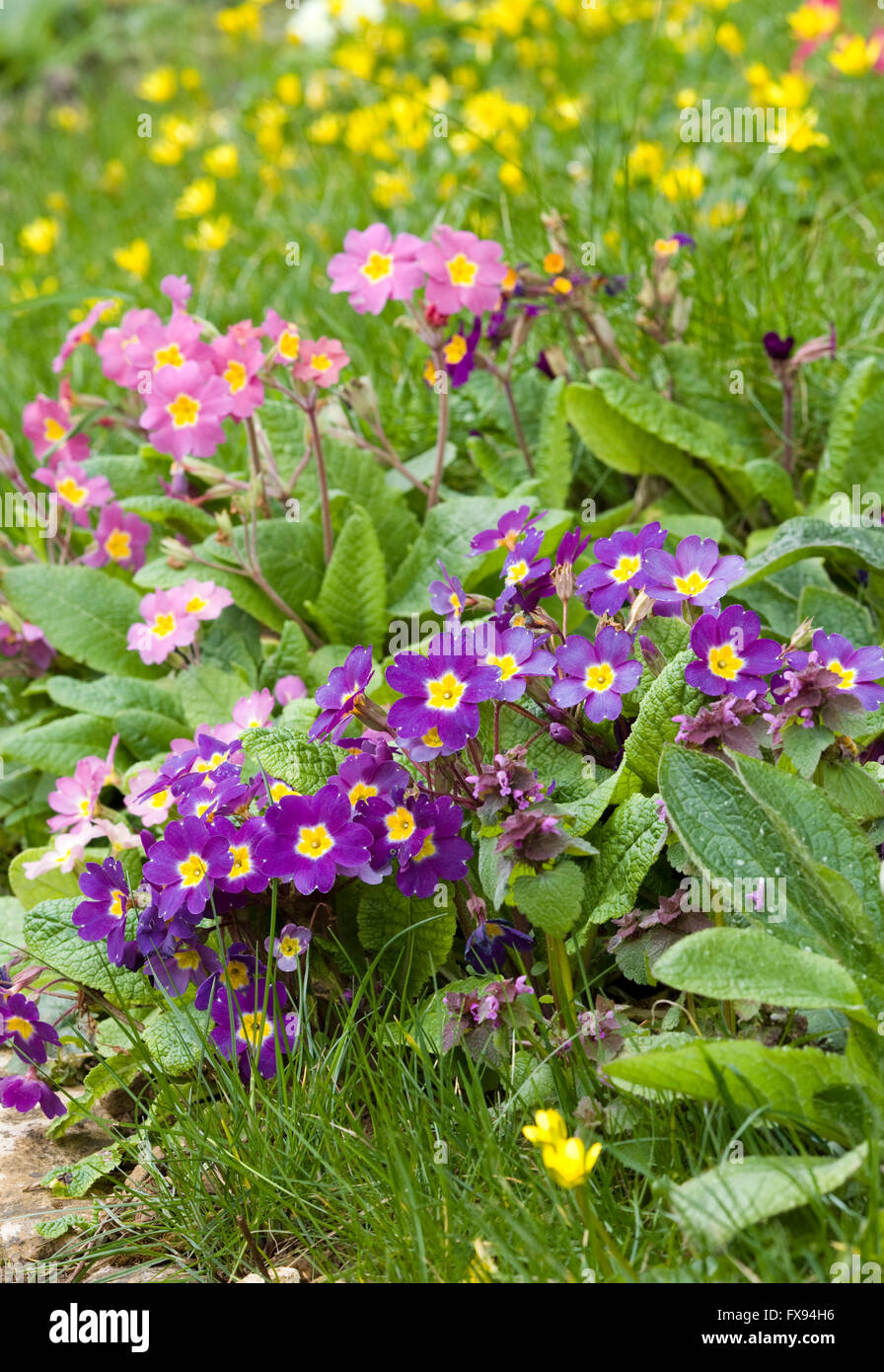 Wild Primrose High Resolution Stock Photography and Images - Alamy