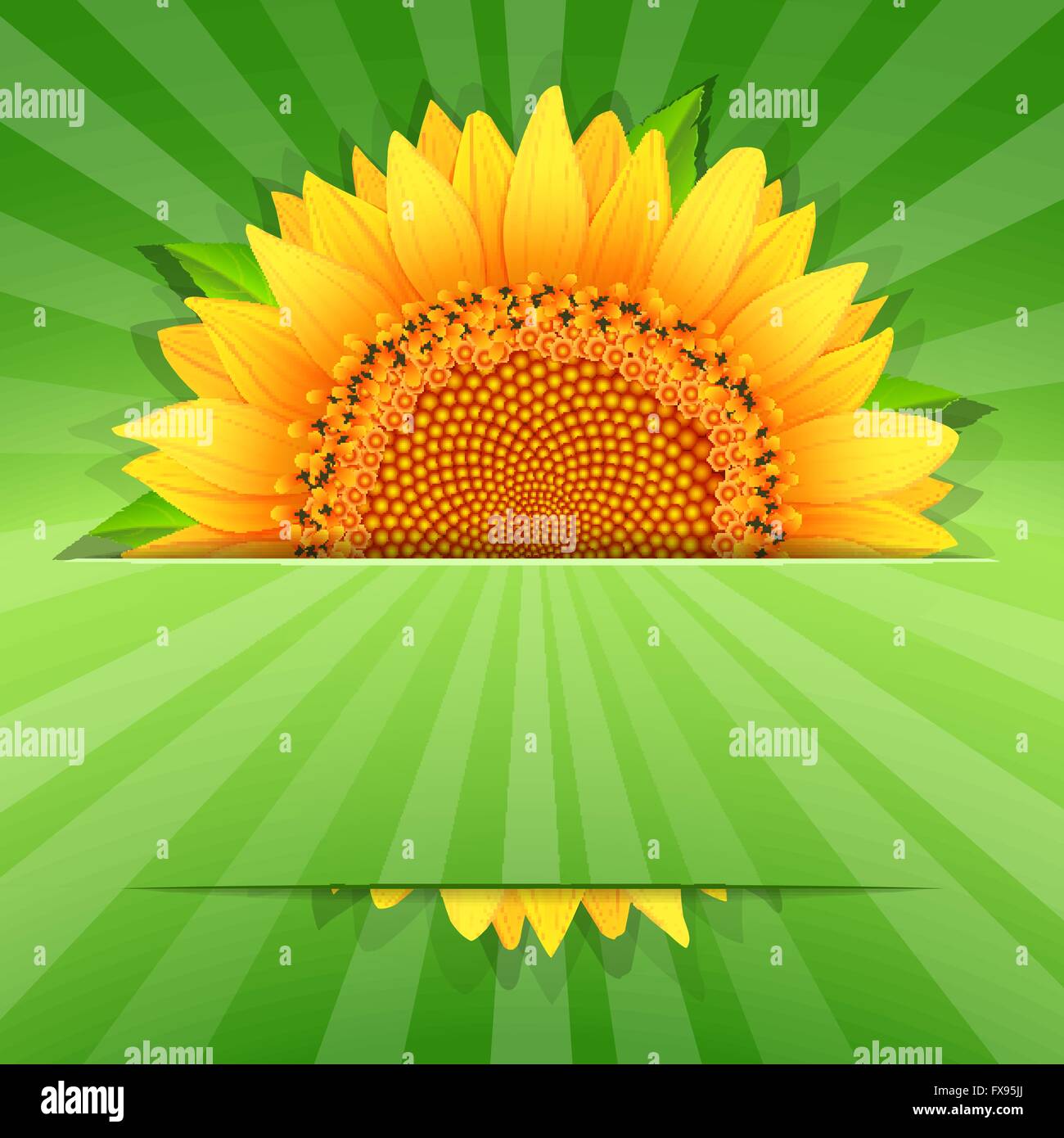 Summer Sunflower Poster Template Stock Vector Image And Art Alamy