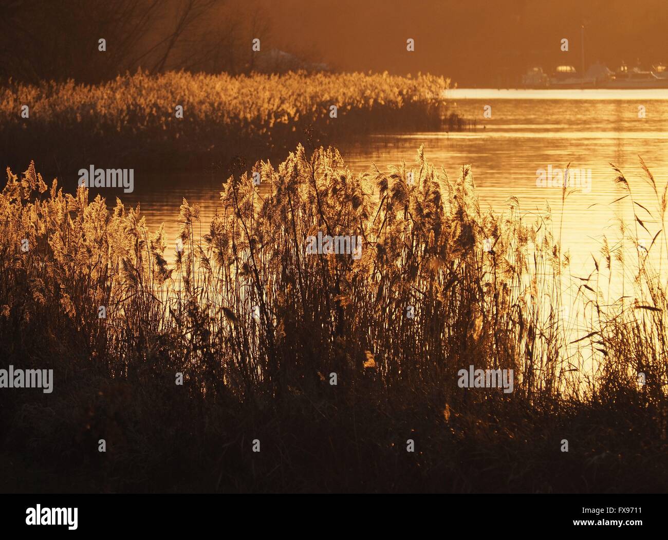 Reed is seen at the shore of lake Havel in Potsdam (Brandenburg ...