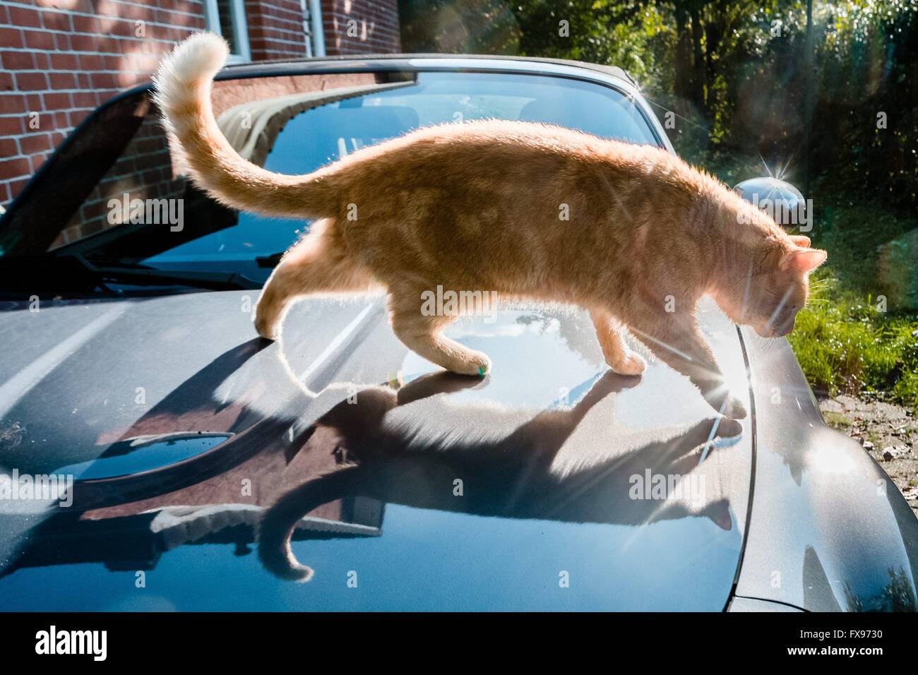 Cat on a car, photo: 2015, October 19 Stock Photo - Alamy