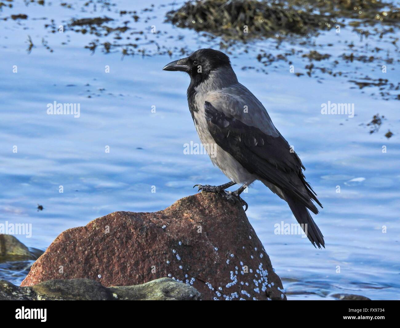 Carrion Crow at water, march 2016 Stock Photo - Alamy