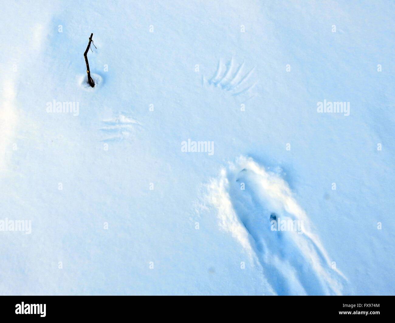 Bird track hi-res stock photography and images - Alamy