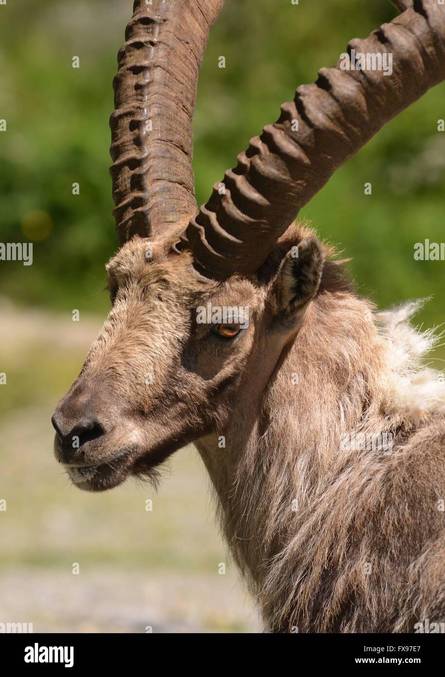 A gentle alpine ibex Stock Photo - Alamy