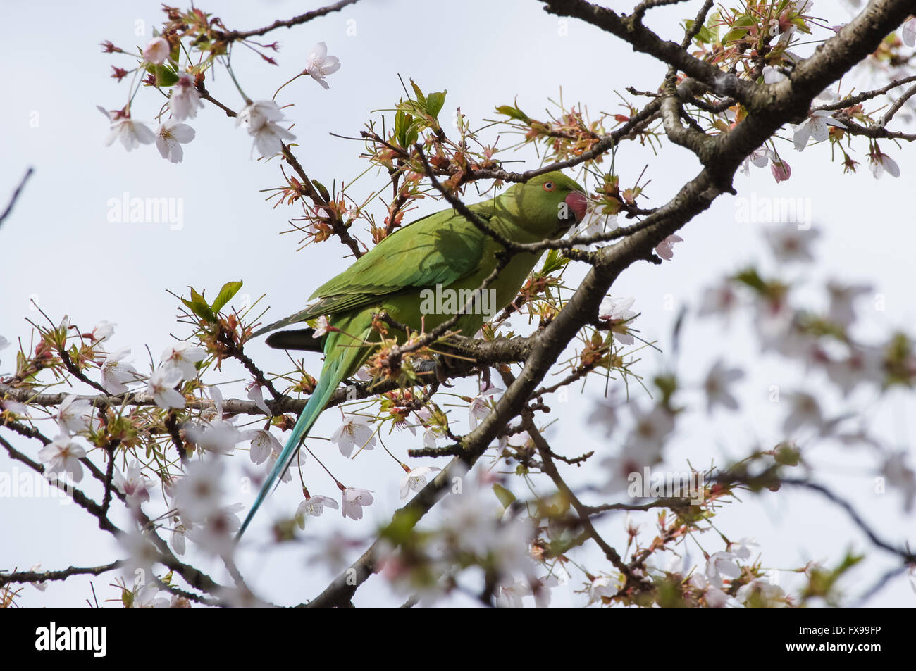 Parakeet on blooming tree in St James's Park, London England United ...