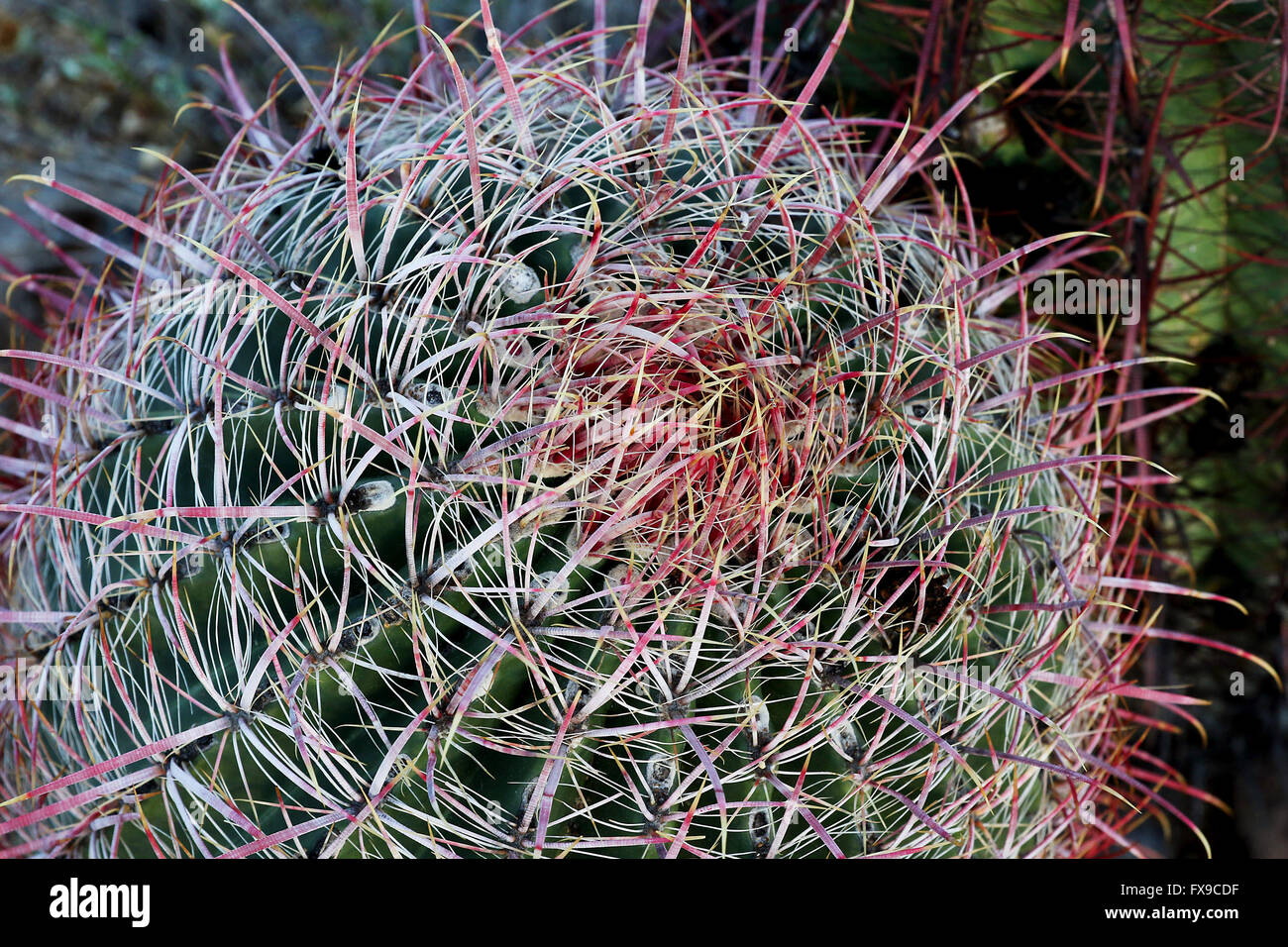 Phoenix, ARIZONA, USA. 10th Apr, 2016. Ferocactus wislizeni, the ...