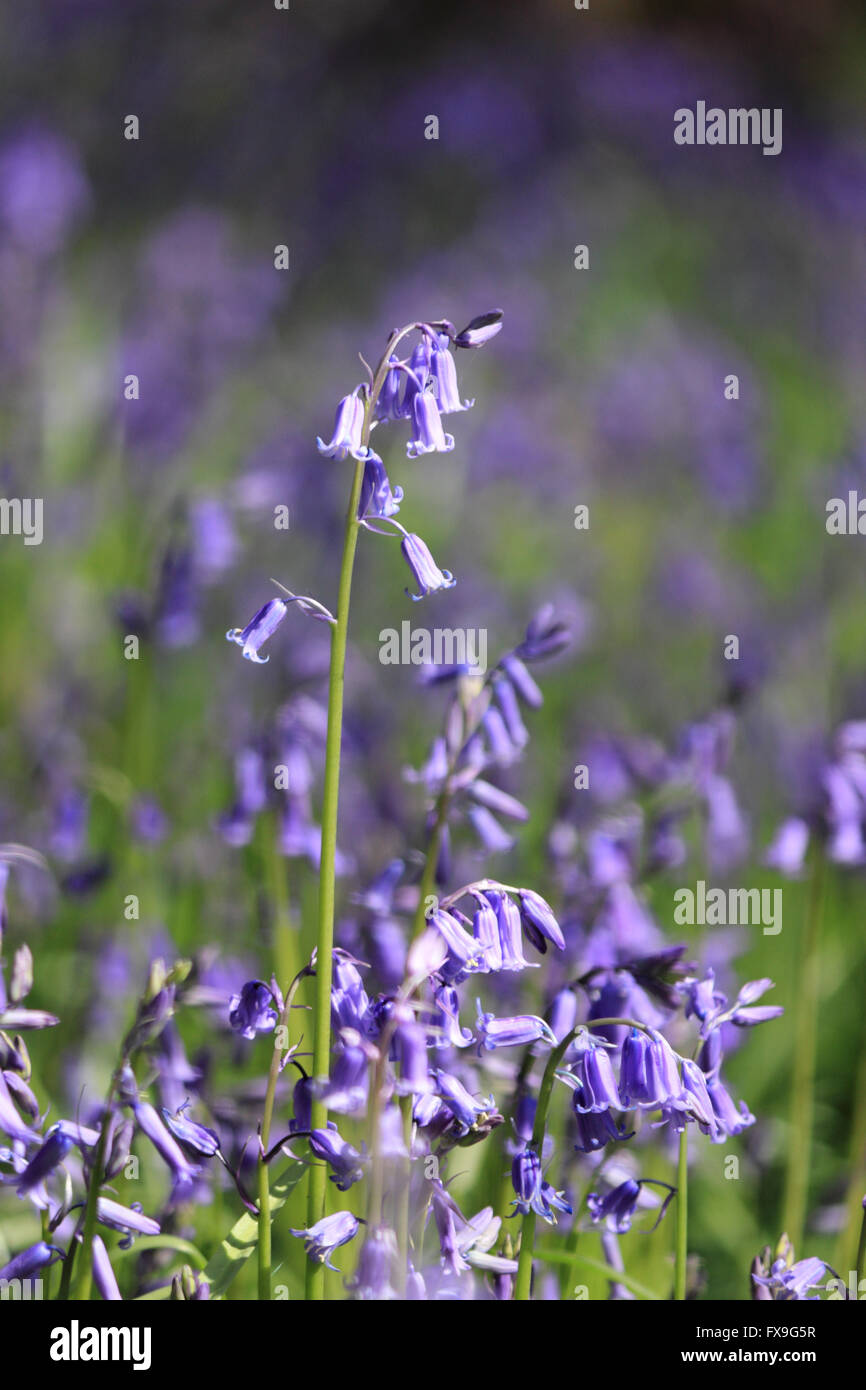 Banstead Wood, Surrey, England, UK. 13th April 2016. The bluebells are ...