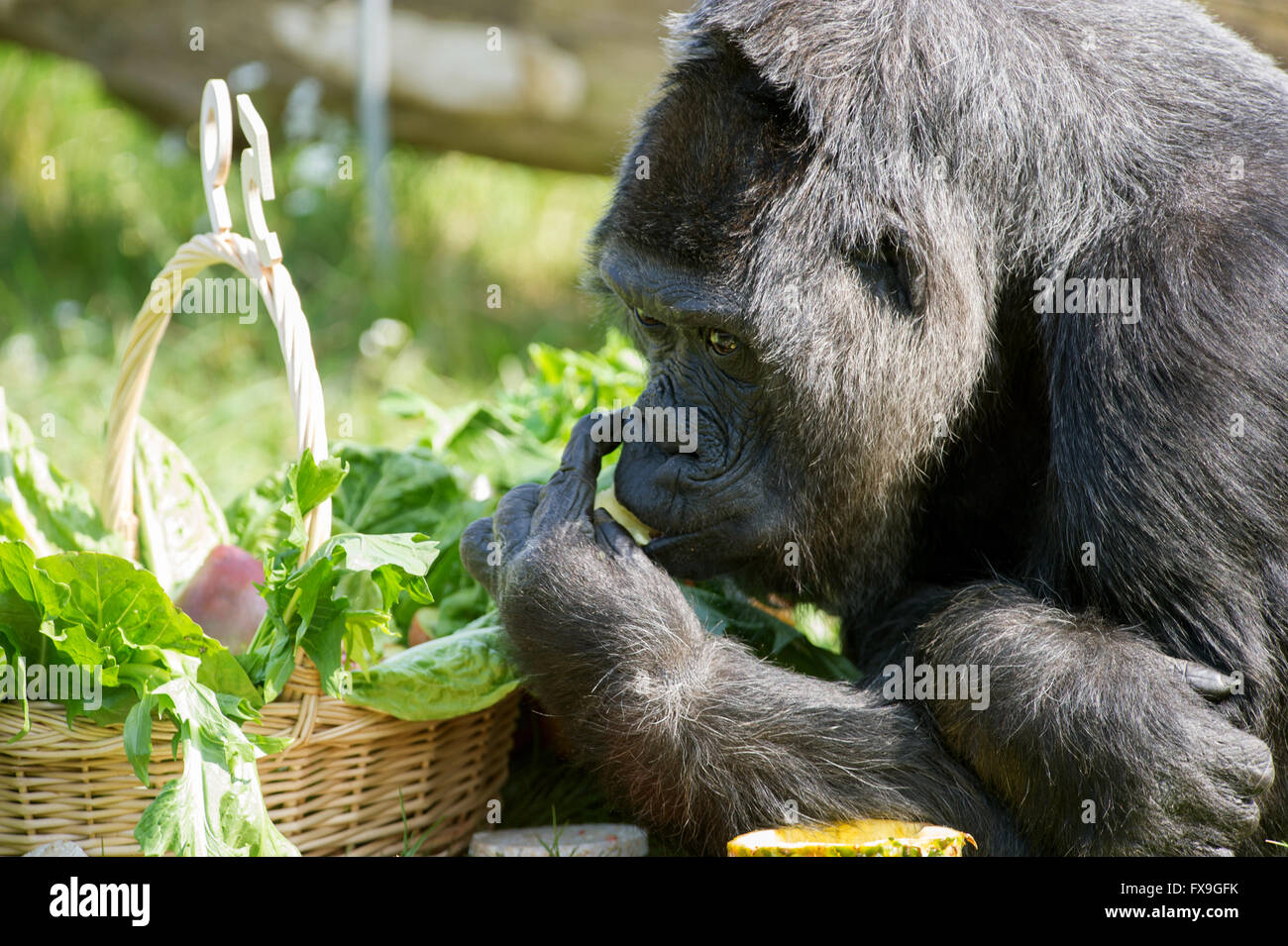 Gorilla lady hi-res stock photography and images - Alamy