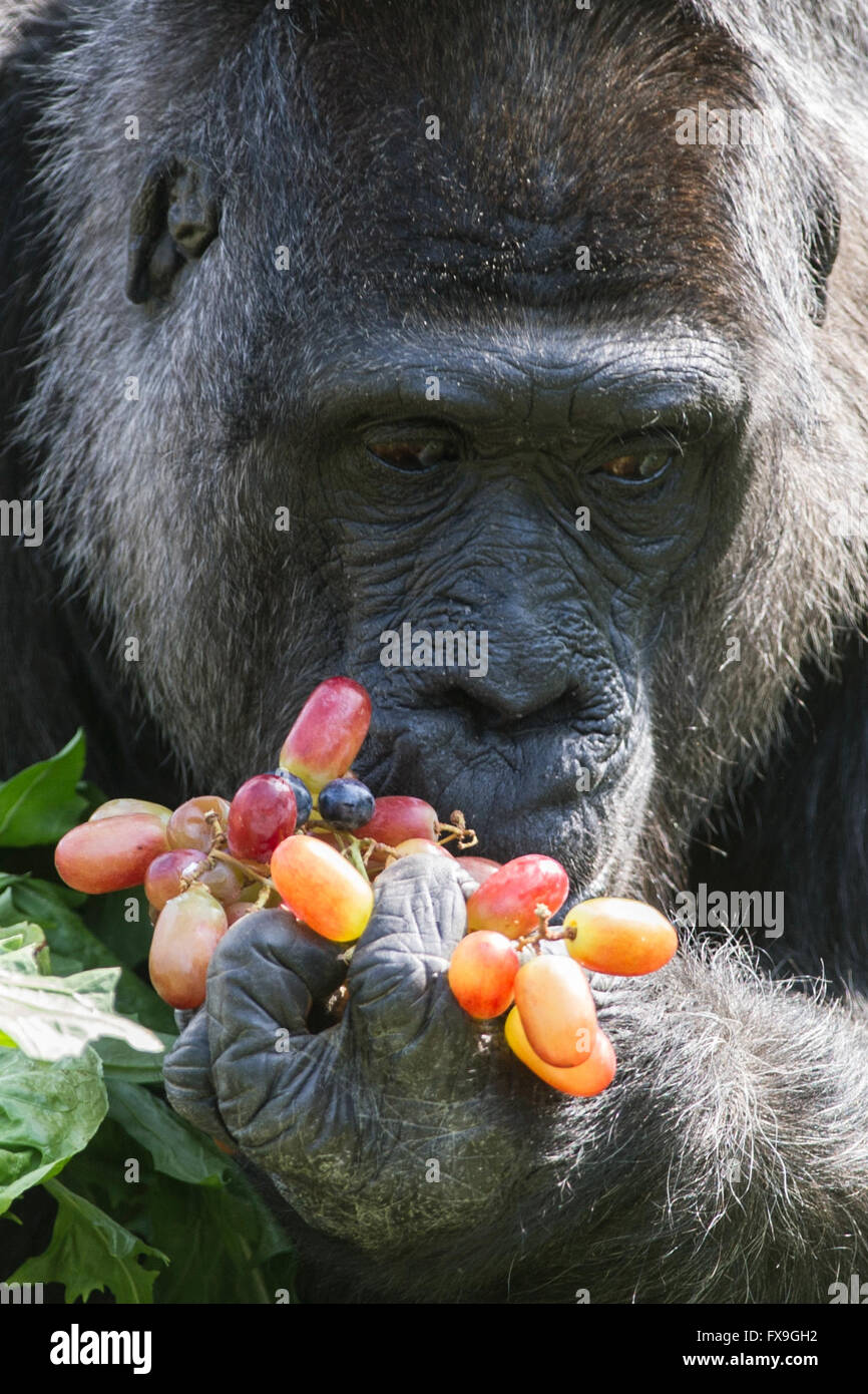 Berlin, Germany. 13th Apr, 2016. Gorilla lady Fatou sits in front of a ...
