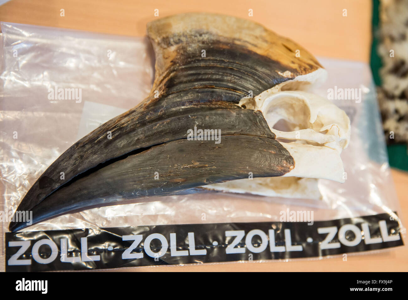 A confiscated scull of a hornbill from Africa is on display during the ...
