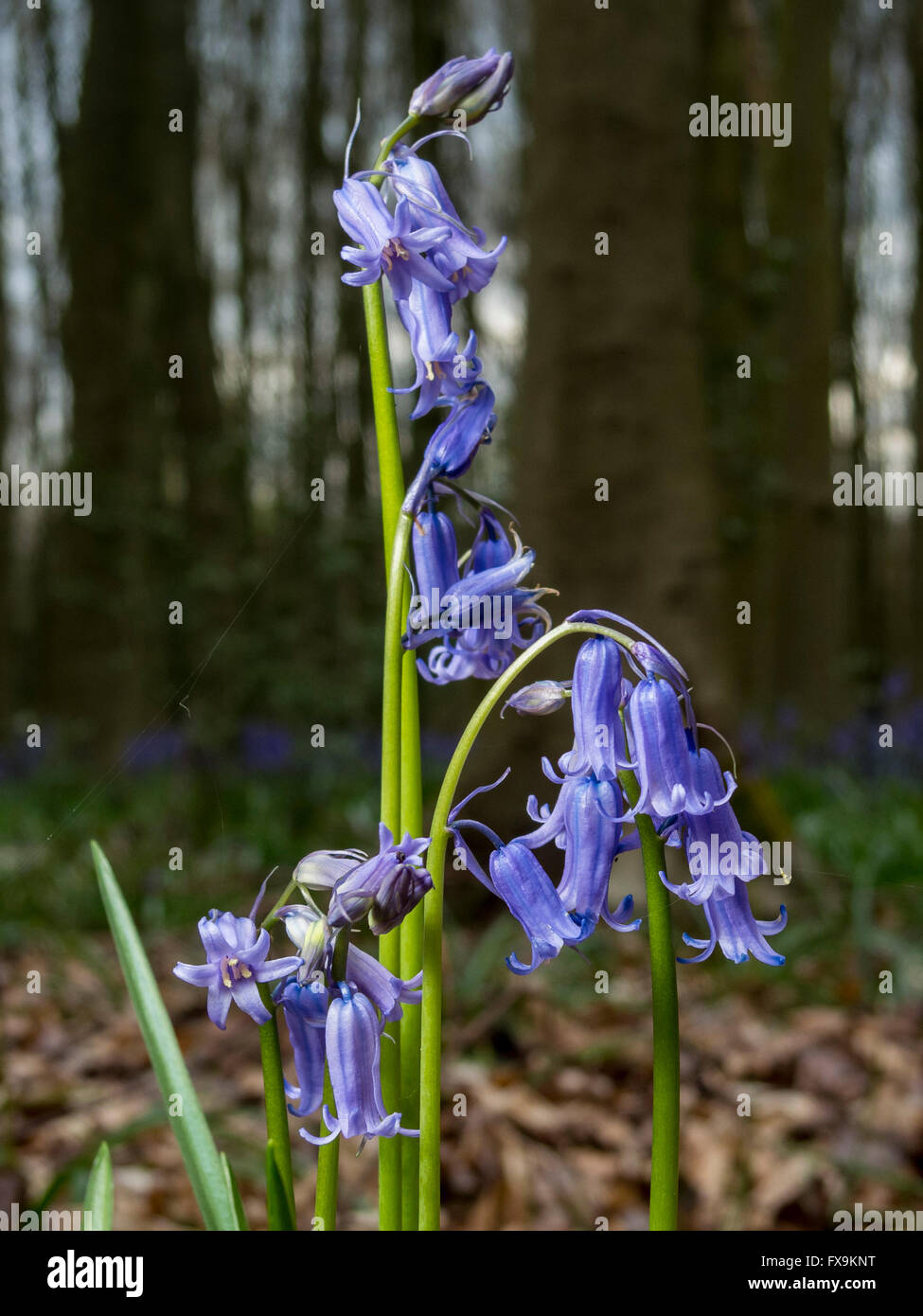 Hertfordshire, UK. 13 April 2016. Early season bluebells in Philipshill ...