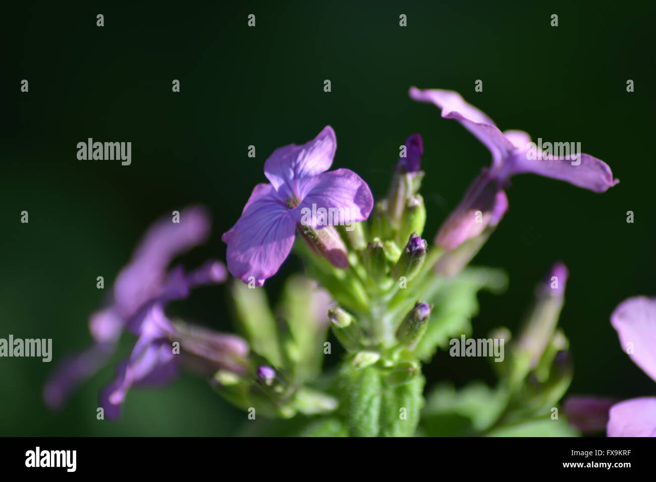 Periwinkles hi-res stock photography and images - Alamy