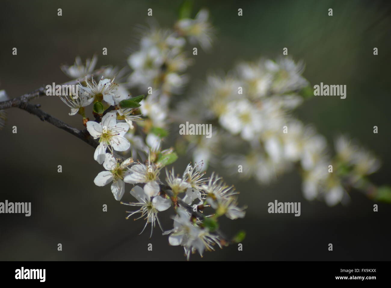 Spring at the zoom hi-res stock photography and images - Alamy