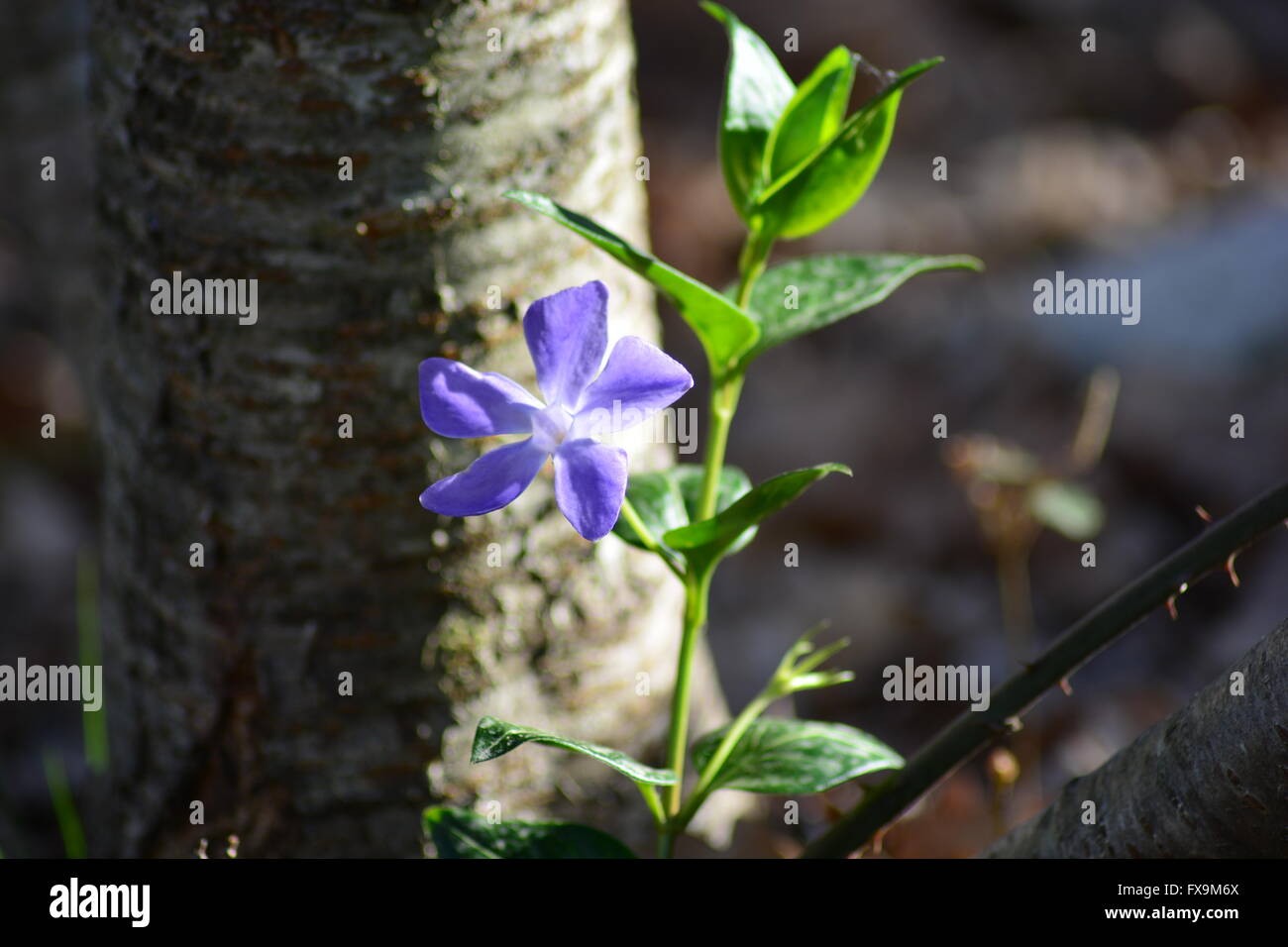 Flowering periwinkles in spring Stock Photo - Alamy