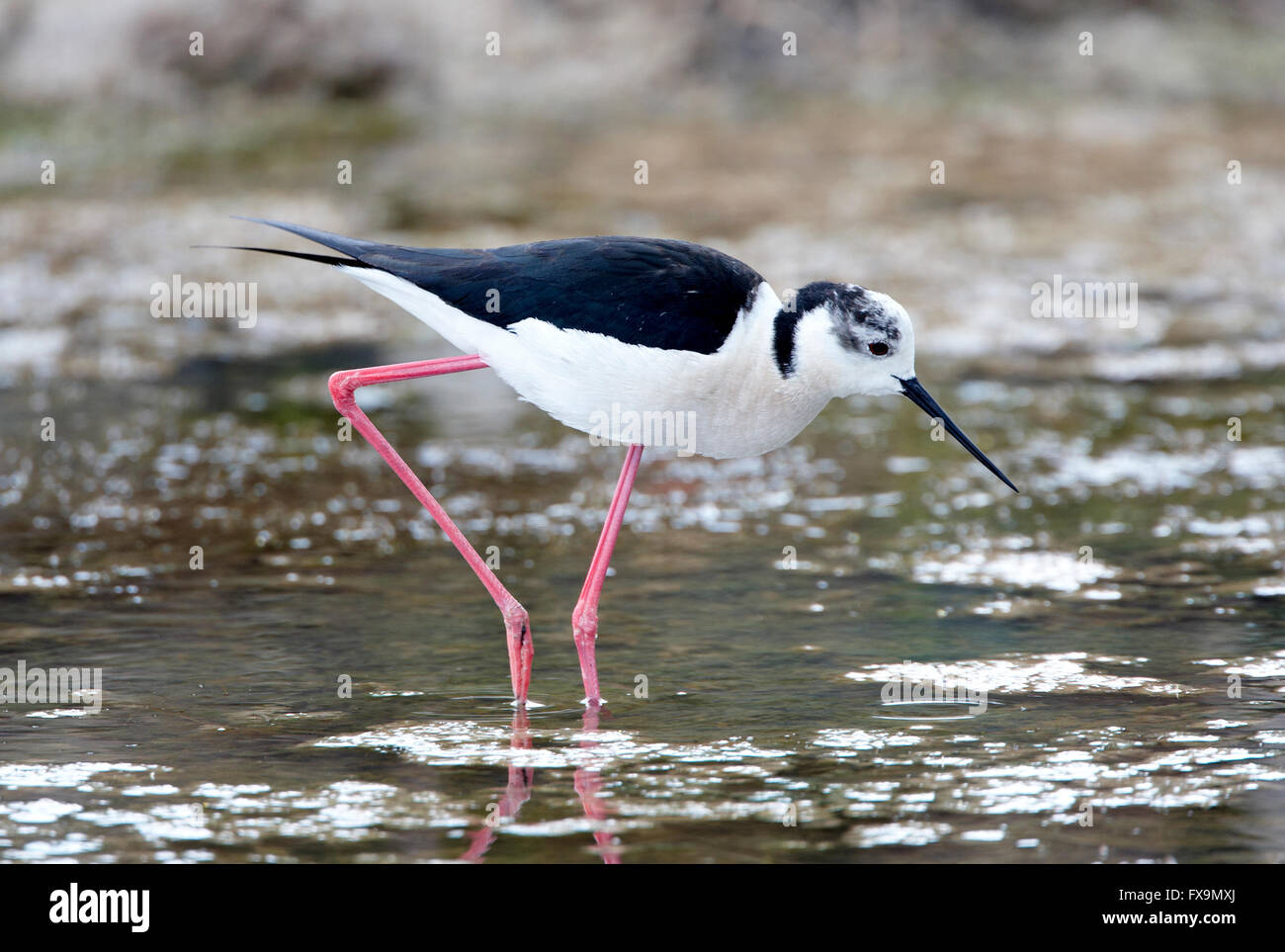 --Black-winged Stilt, a wading bird of Europe Stock Photo - Alamy