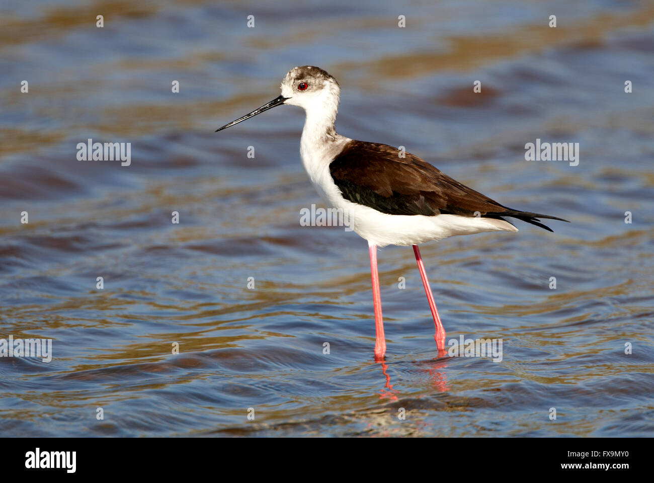 Black-winged Stilt, a wading bird of Europe Stock Photo - Alamy