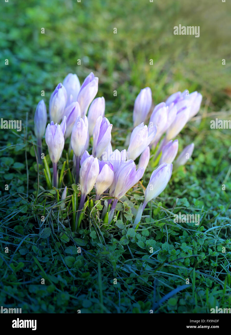 Beautiful spring primroses crocuses photographed close up Stock Photo ...