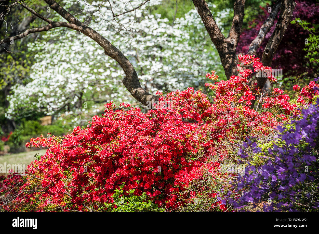 Dogwood azalea festival hi-res stock photography and images - Alamy