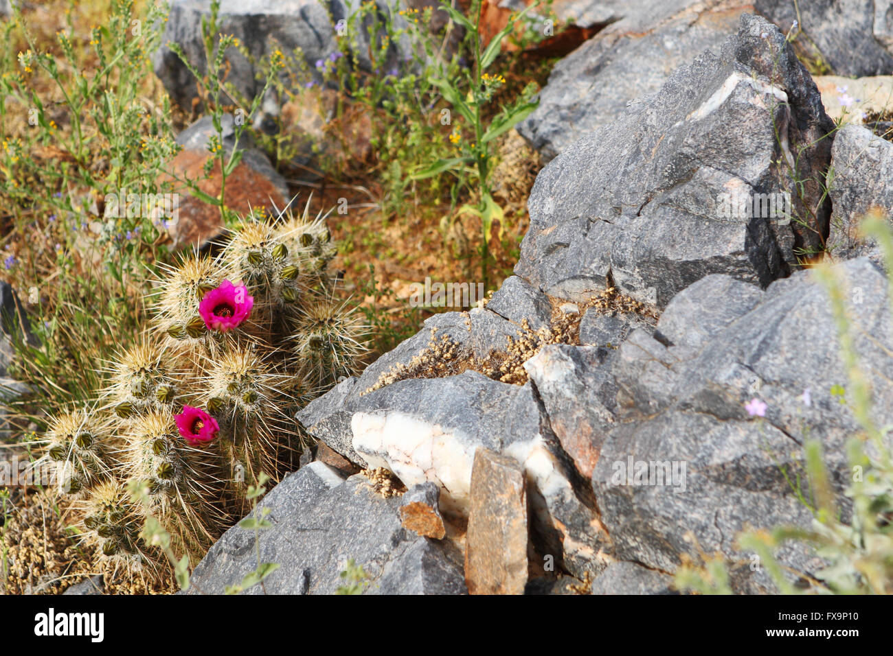 Spring wildflowers bloom in the Arizona desert Stock Photo - Alamy