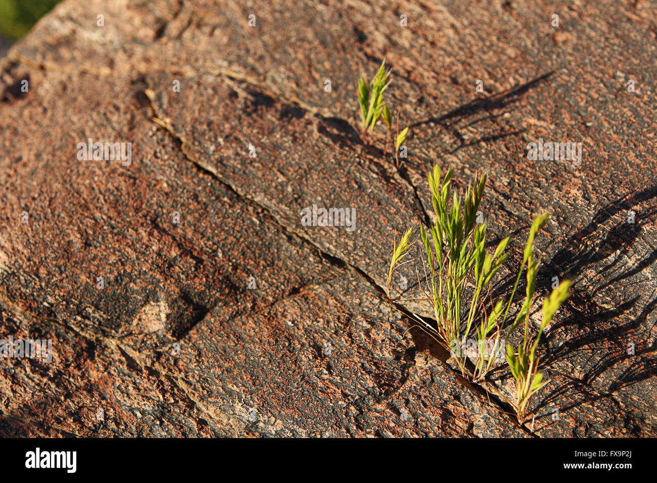 Spring wildflowers bloom in the Arizona desert Stock Photo - Alamy
