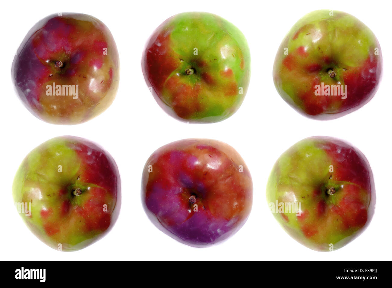 Six red and green apples photographed against a white background Stock ...