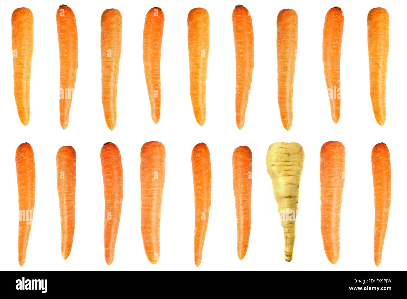 Rows of carrots with one parsnip photographed against a white ...