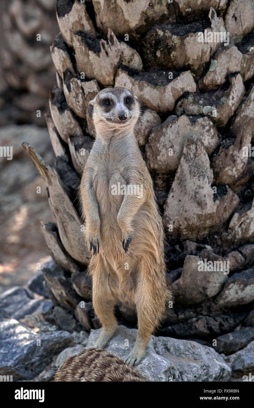 Pattaya animals hi-res stock photography and images - Alamy