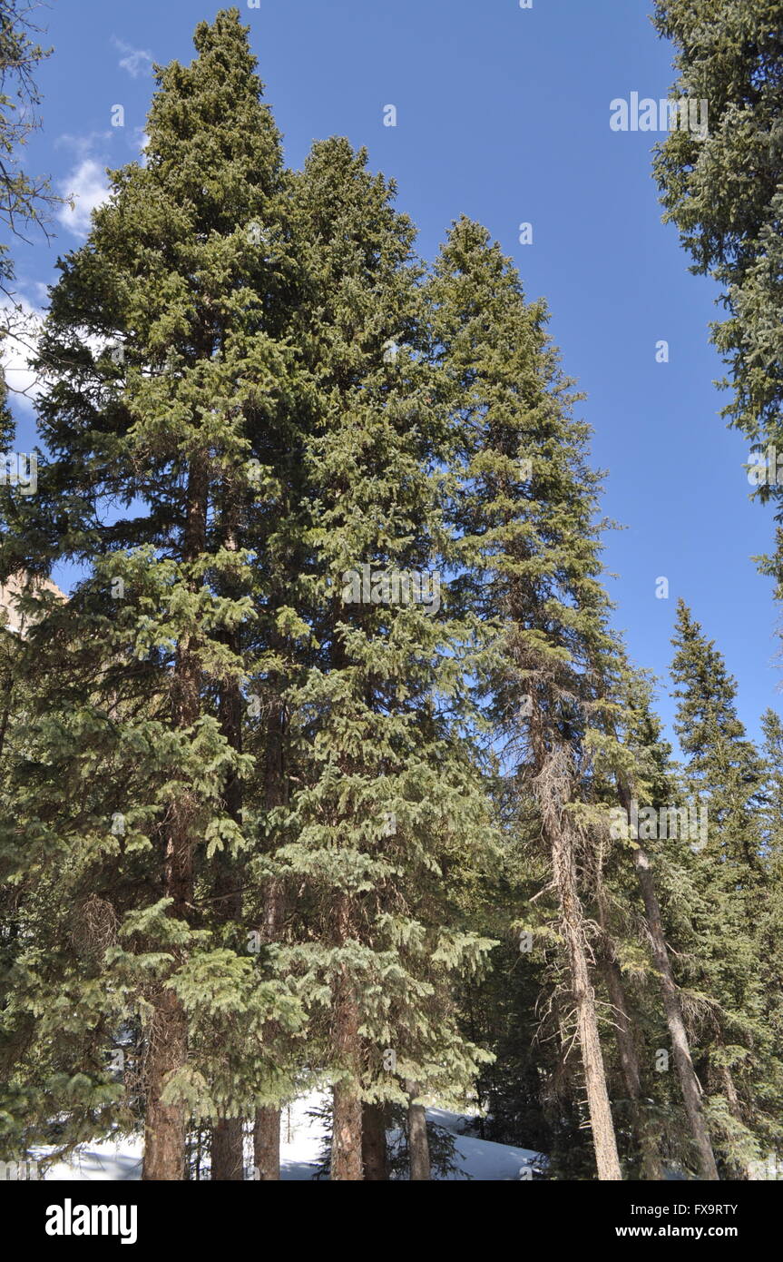 Part of Pike National Forest Stock Photo - Alamy