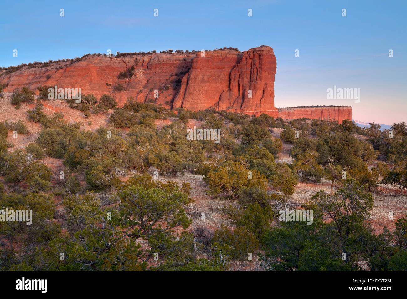 A flat topped mountain with small trees in the foreground growing in ...