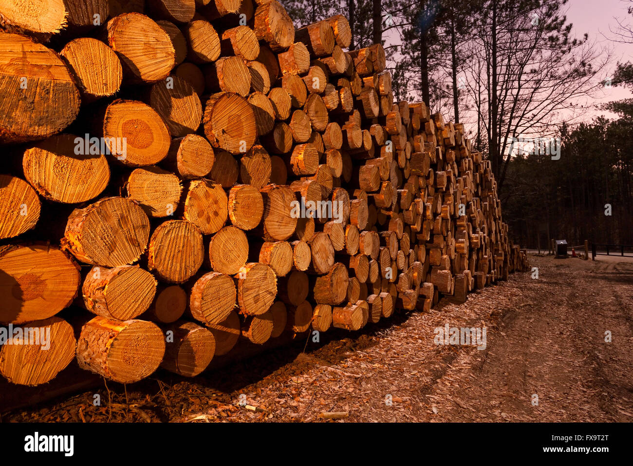A large pile of felled logs in a forest at night. York Regional Forest ...