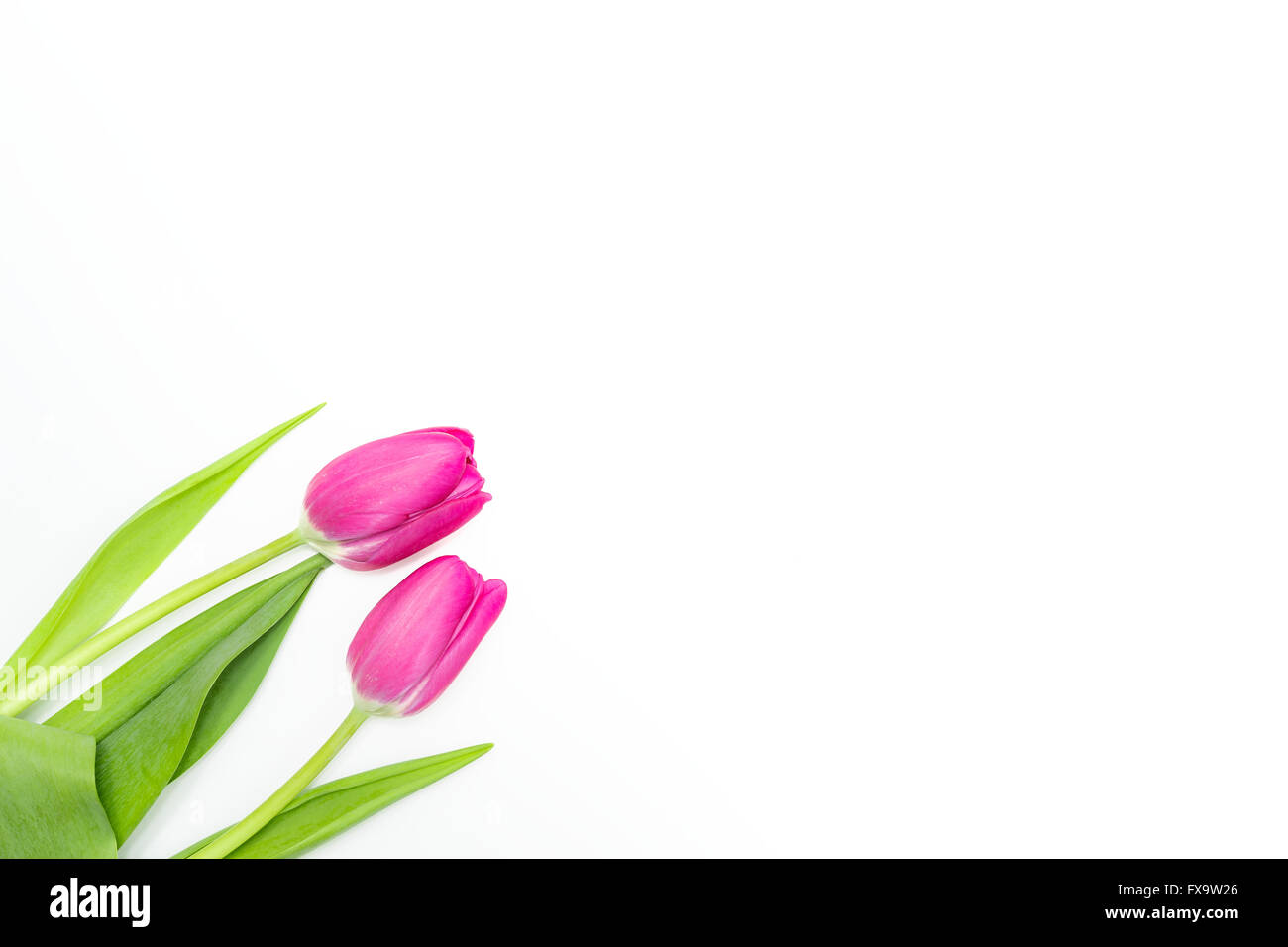 Two pink Tulips from the Left Stock Photo - Alamy