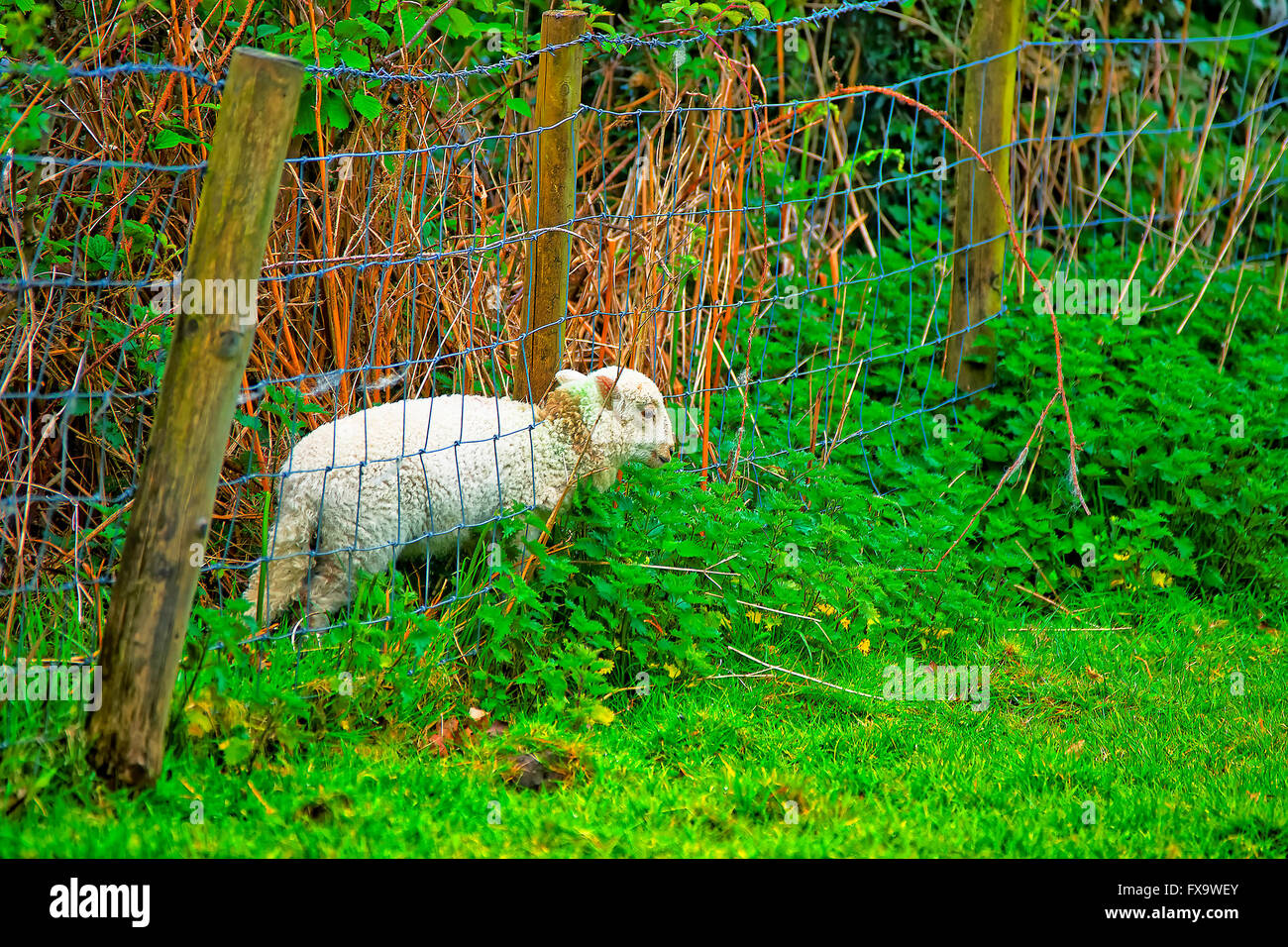 Lamb stuck in a fence in Brecon Beacons in South Wales. Brecon Beacons ...