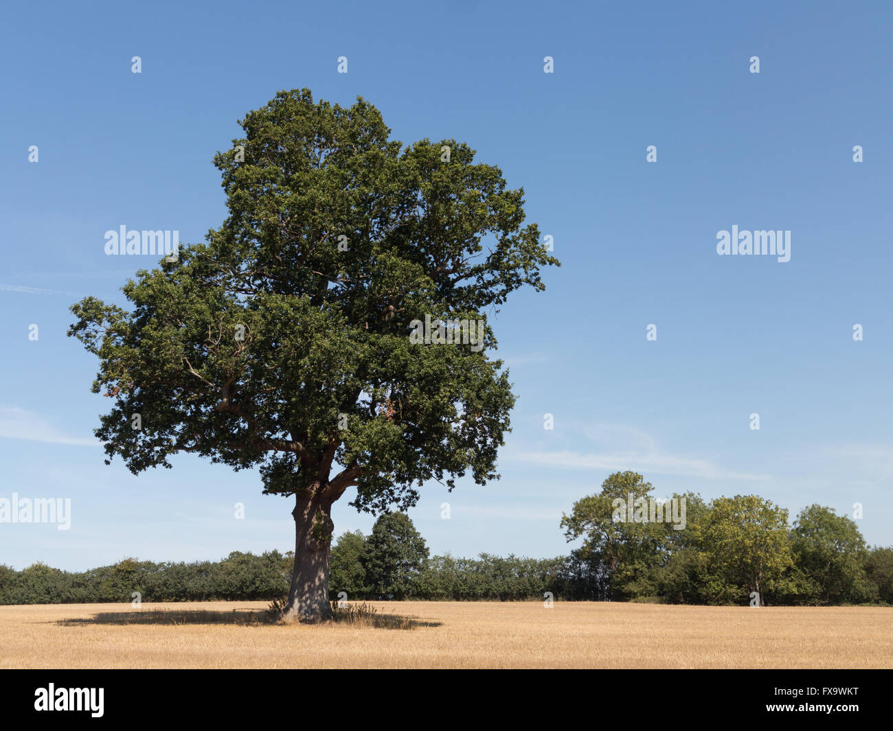 Oak tree summer field hi-res stock photography and images - Alamy