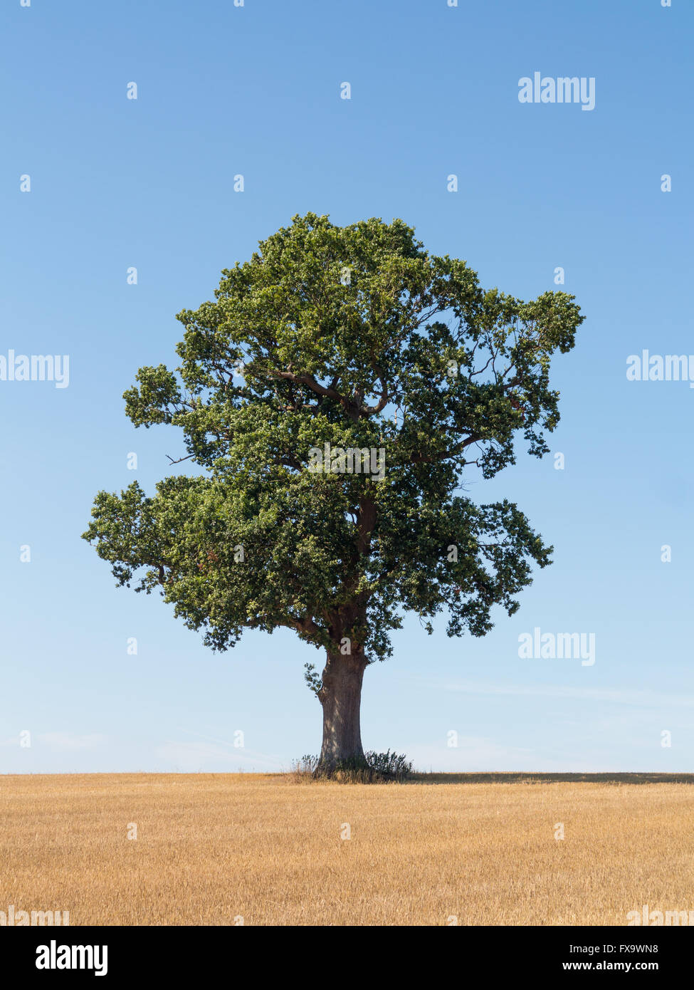 solitary oak tree on sunny summer day in a harvested wheat field in ...