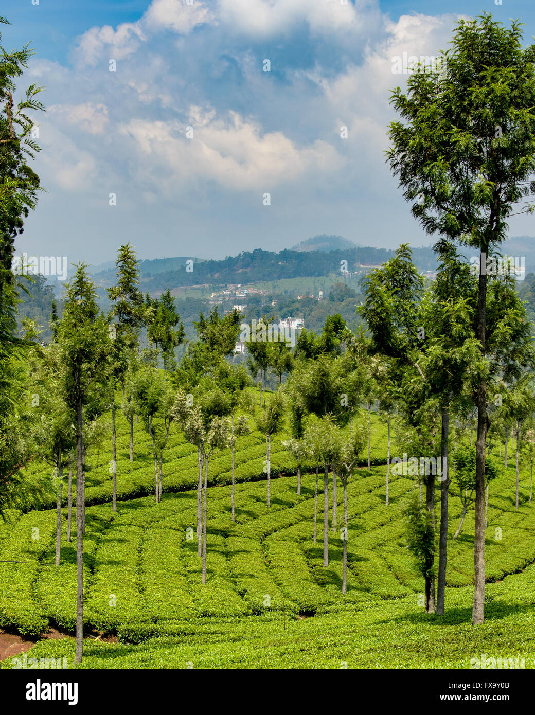 Tea plantation in India Stock Photo - Alamy