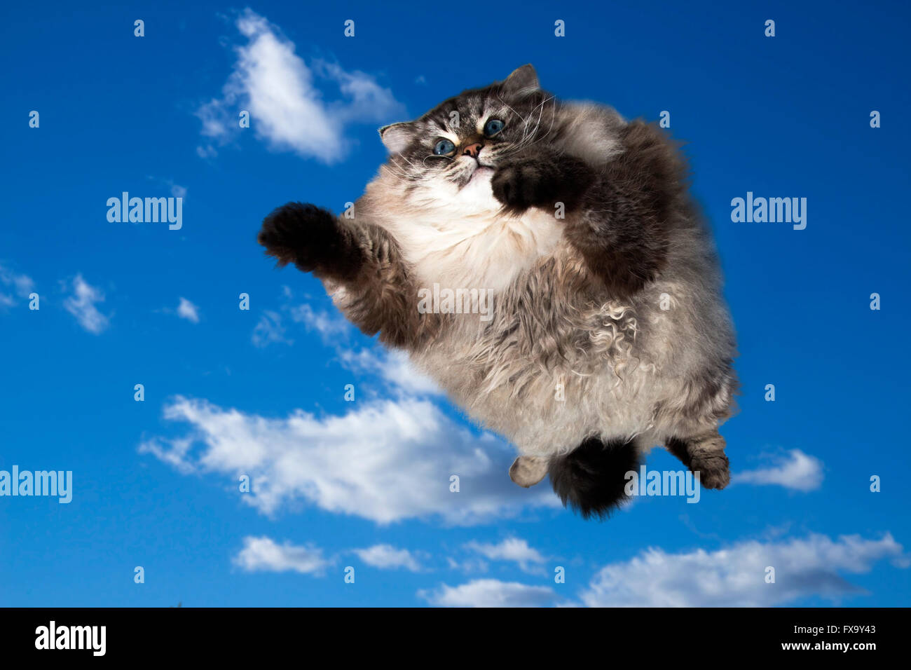 Fat Cat Flying Meme Fly Fat Cat ' Poster, Picture, Metal Print, Paint