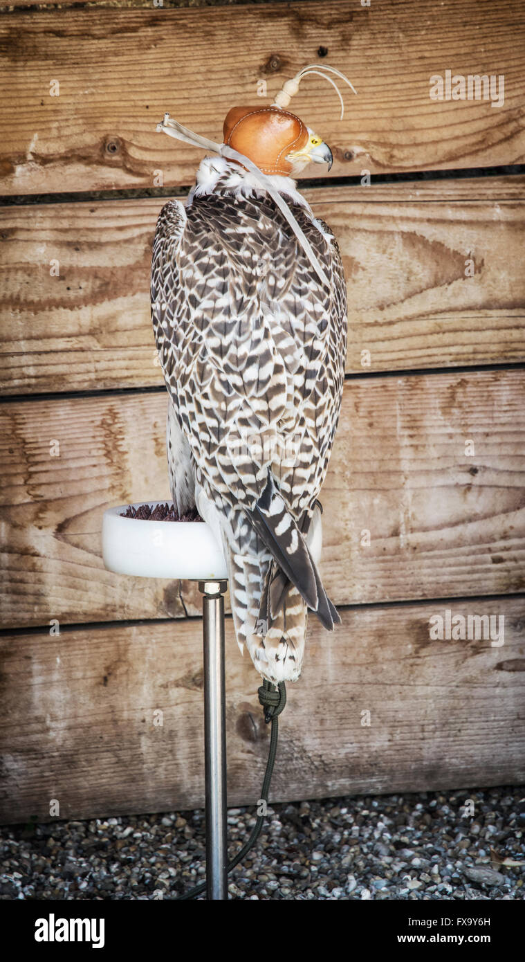 Bird of prey with a leather cap on his head. Falconry theme. Animal ...